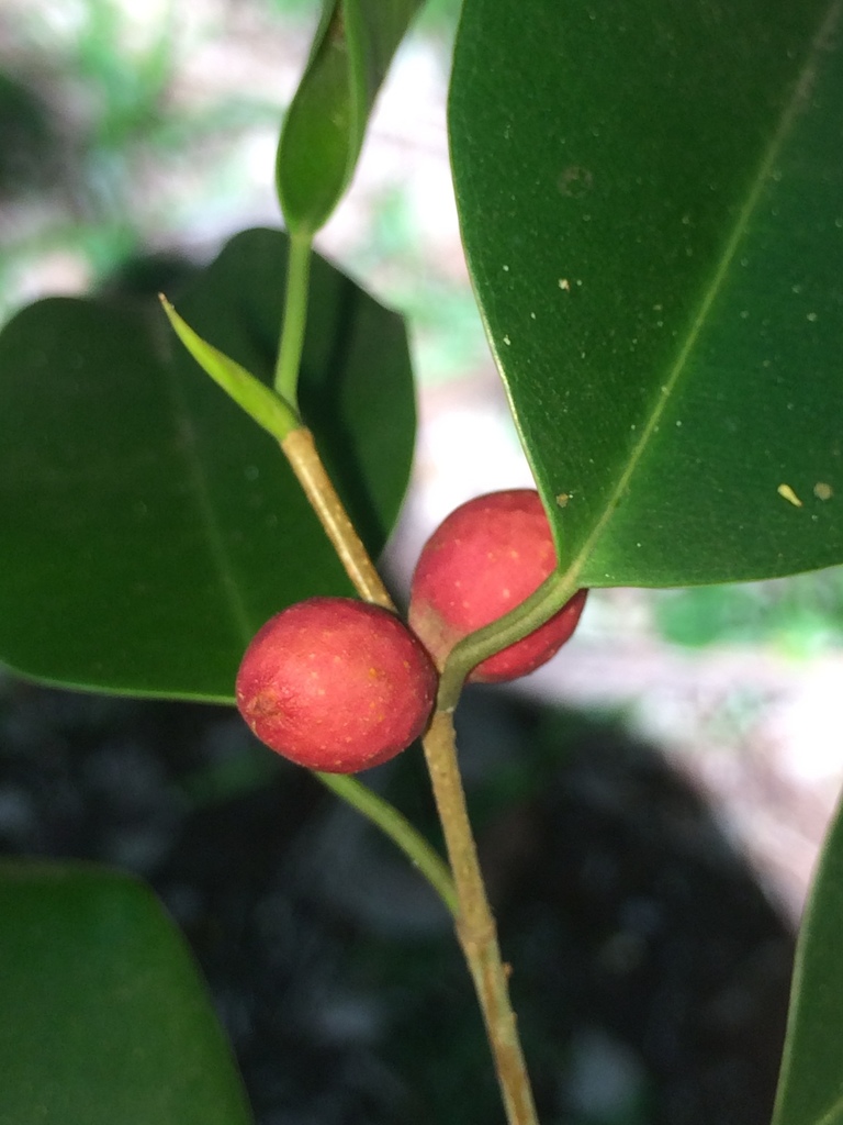 Weeping fig from Uthungulu, ZA-NL, ZA on October 17, 2019 at 12:59 PM ...