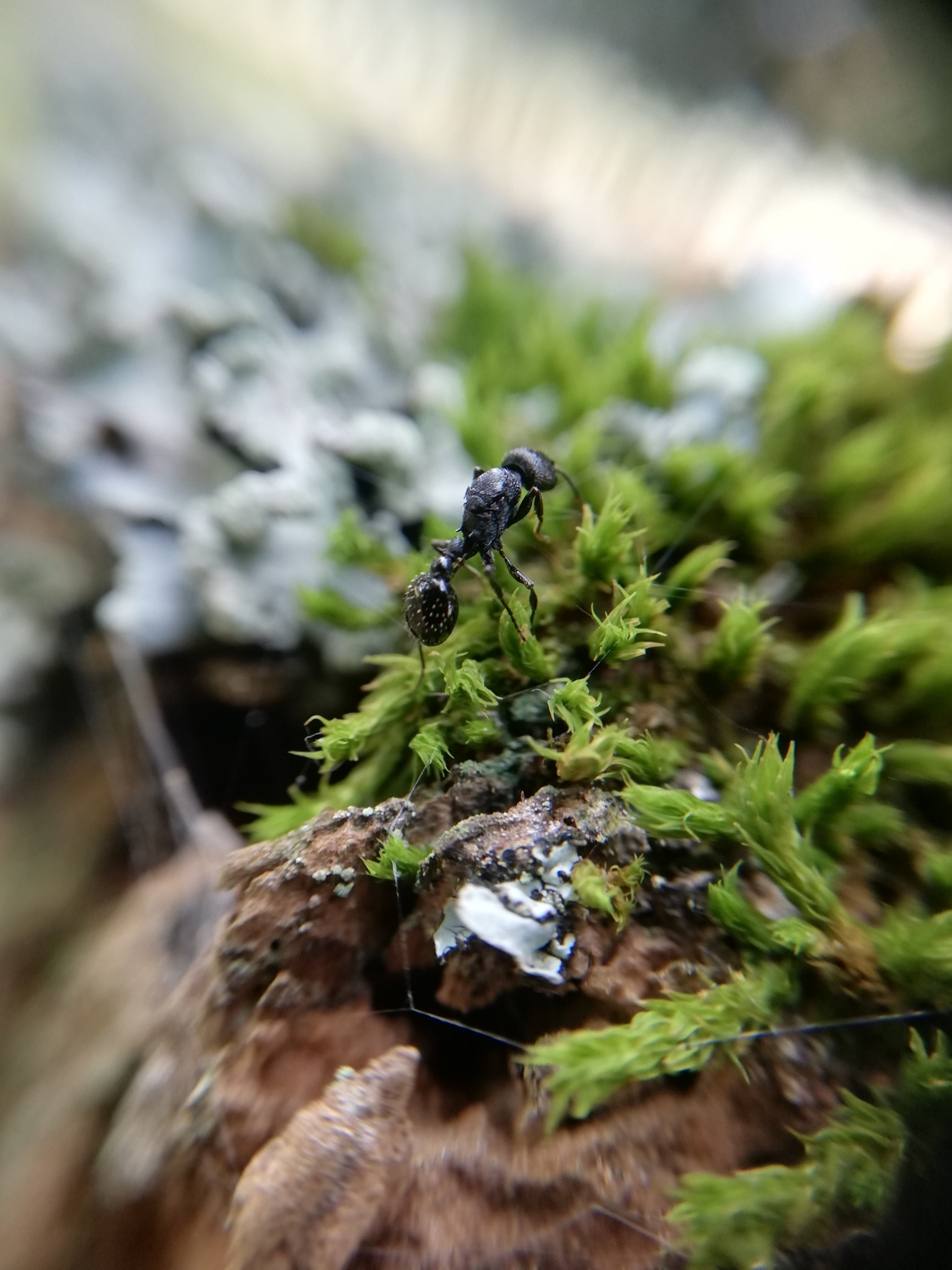 Patagonomyrmex angustus