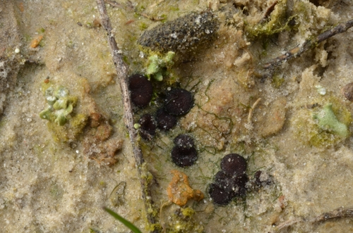 Ascobolus geophilus · iNaturalist Ecuador