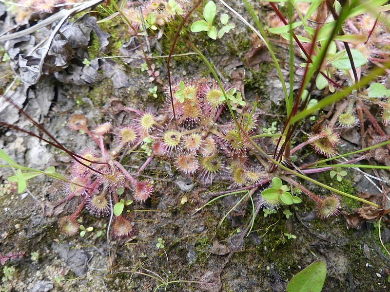 round-leaved sundew from Quartier 5-1, Québec, QC, Canada on August 14 ...