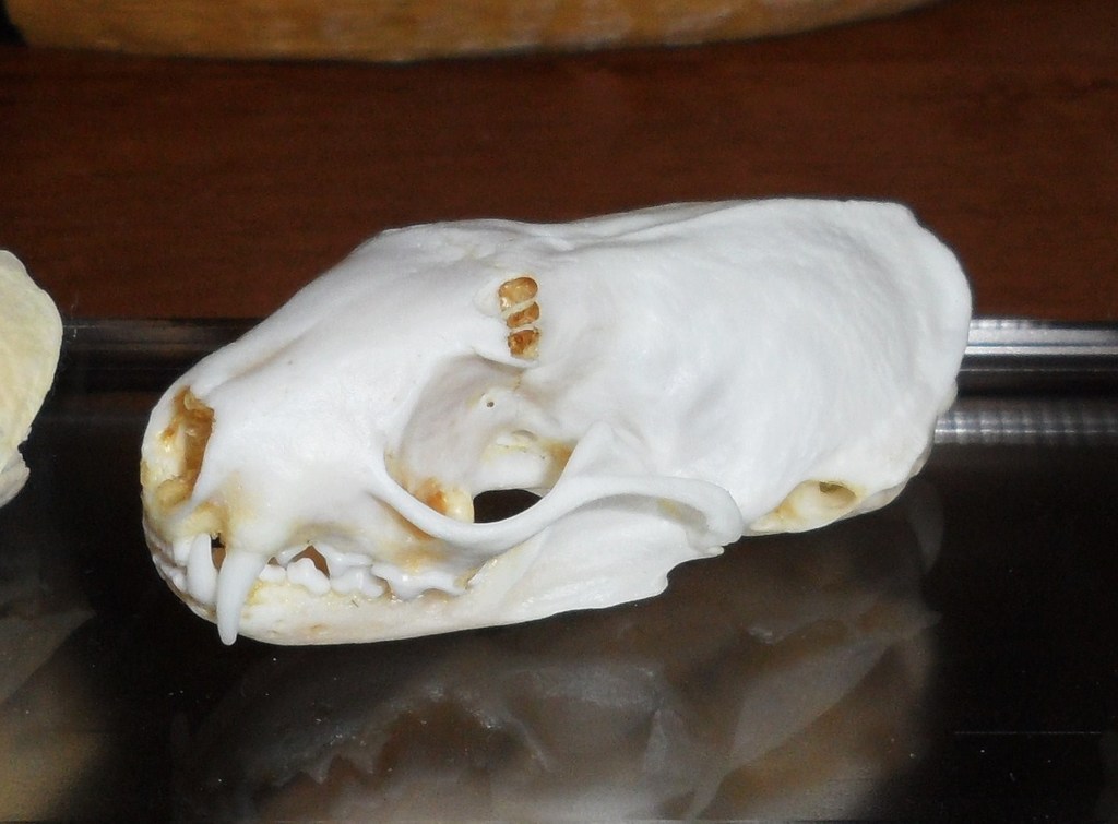 New York Long-tailed Weasel (Neogale frenata noveboracensis) - Know ...