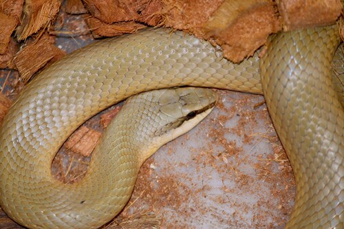 Road Guarder (Conophis lineatus) - Snakes and Lizards