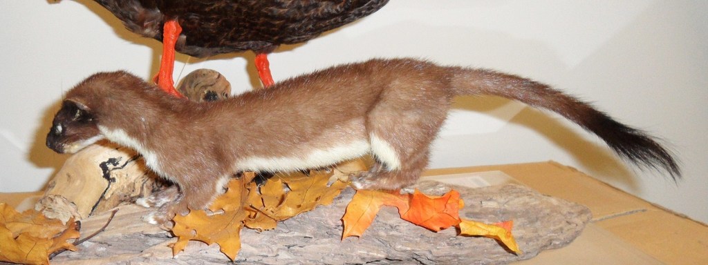 New York Long-tailed Weasel (Neogale frenata noveboracensis) - Know ...