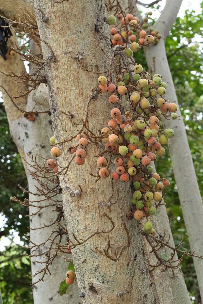 sycamore fig (Ficus sycomorus) - Botanical Realm