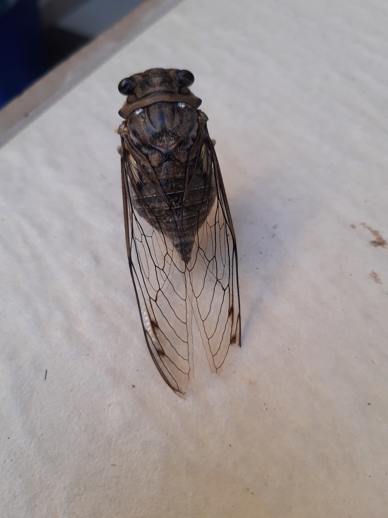 Giant Cicada from Parque Francischine, Sumaré - SP, 13170, Brasil on ...