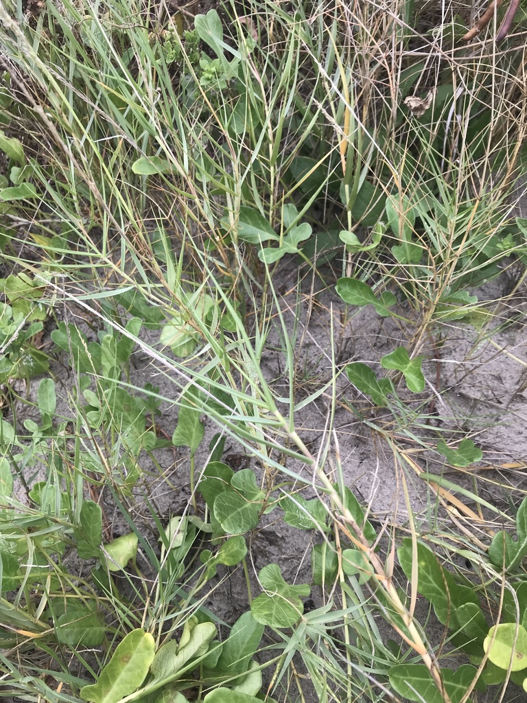 Saltgrass from Galveston Island, Galveston, TX, US on October 17, 2019 ...