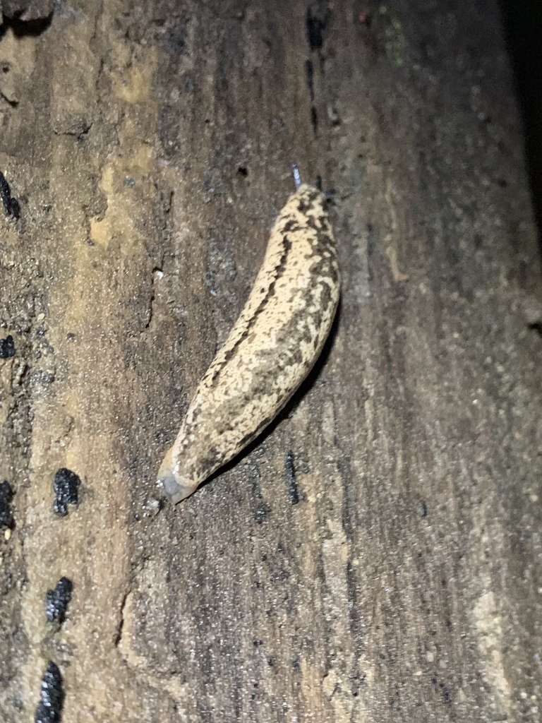 Philomycus from Weidman Run Rd, West Liberty, WV, US on October 16 ...