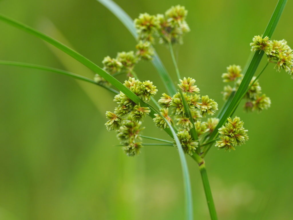 Deep-Rooted Sedge from Rice University, Houston, TX, US on October 17 ...