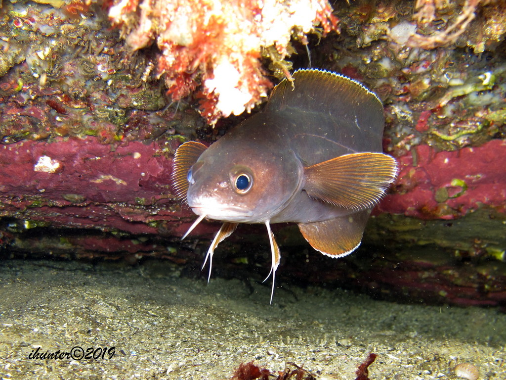 Largetooth Beardie (Lotella rhacina) - Marine Life Identification