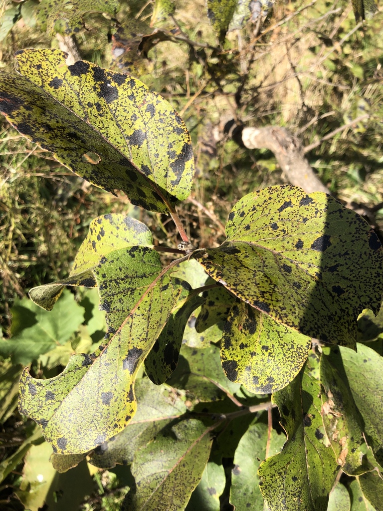 American persimmon from West Plains, MO, US on October 17, 2019 at 10: ...