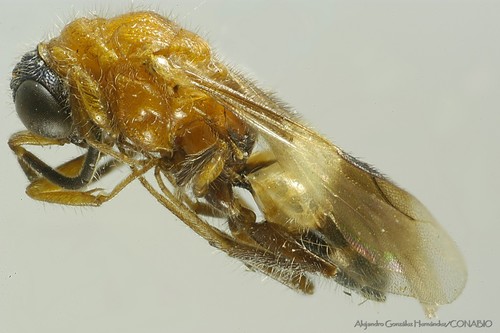 (nigrocincta)