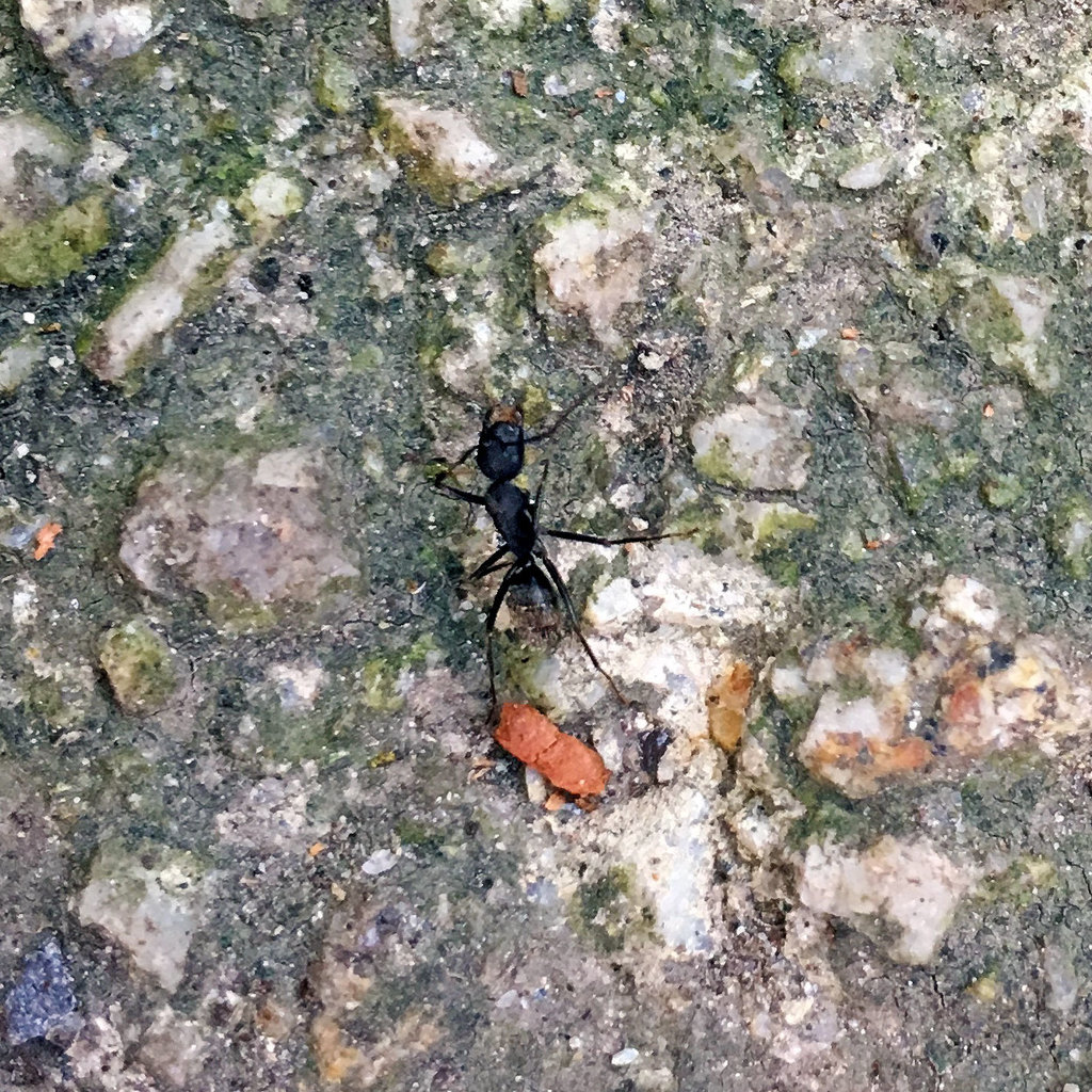 Japanese Carpenter Ant from Shinjuku Gyoen, Shinjuku-Ku, Präfektur ...