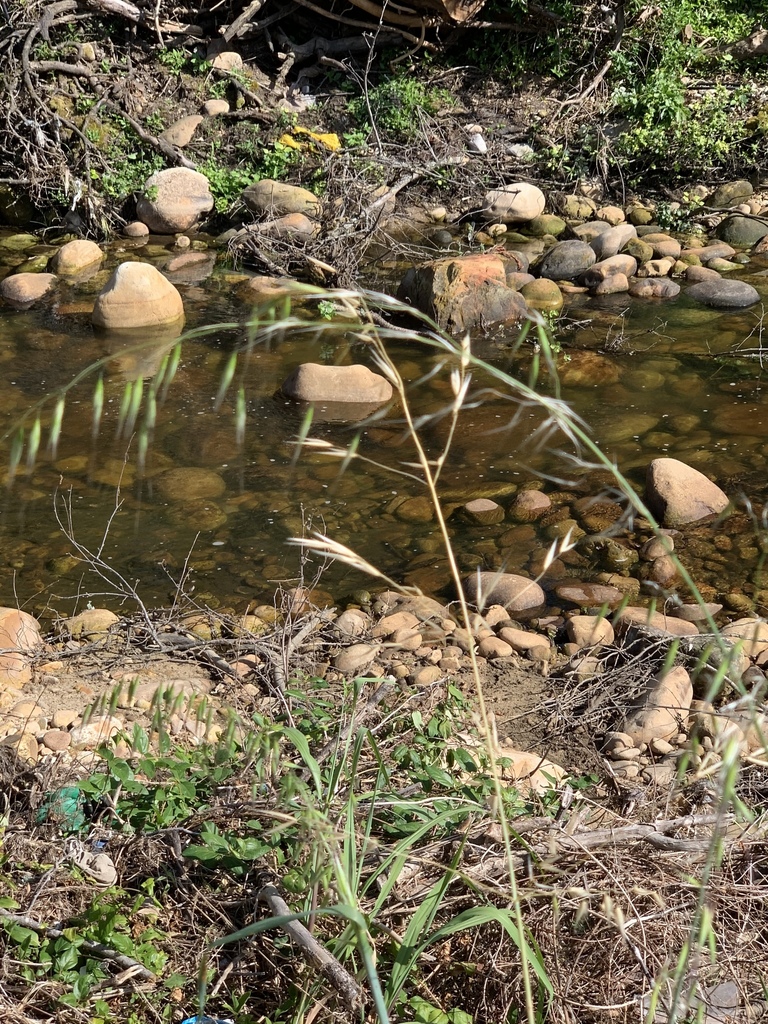 Pooideae from Boland Mountain Complex Park, Stellenbosch, WC, ZA on ...