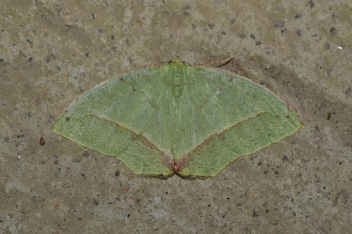 Phyle cartago · iNaturalist