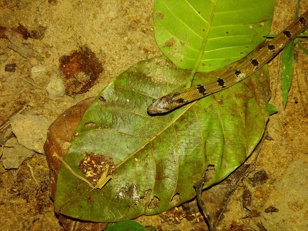 Kukri Snakes from Poal Gere, West Bengal on October 11, 2016 at 06:32 ...
