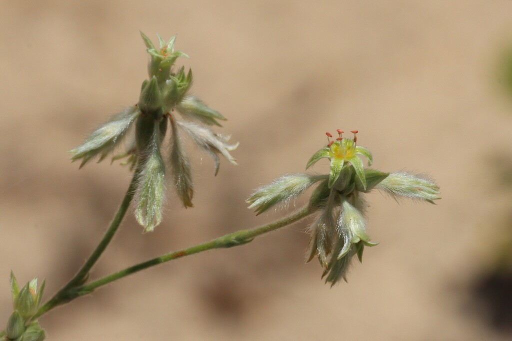 Scrub Buckwheat in July 2025 by LW Ridge · iNaturalist