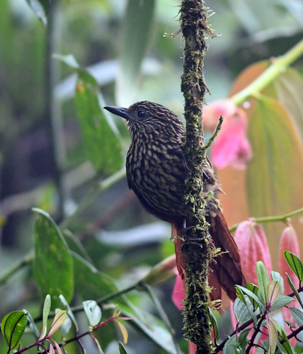 Flammulated Treehunter (Thripadectes flammulatus) · iNaturalist