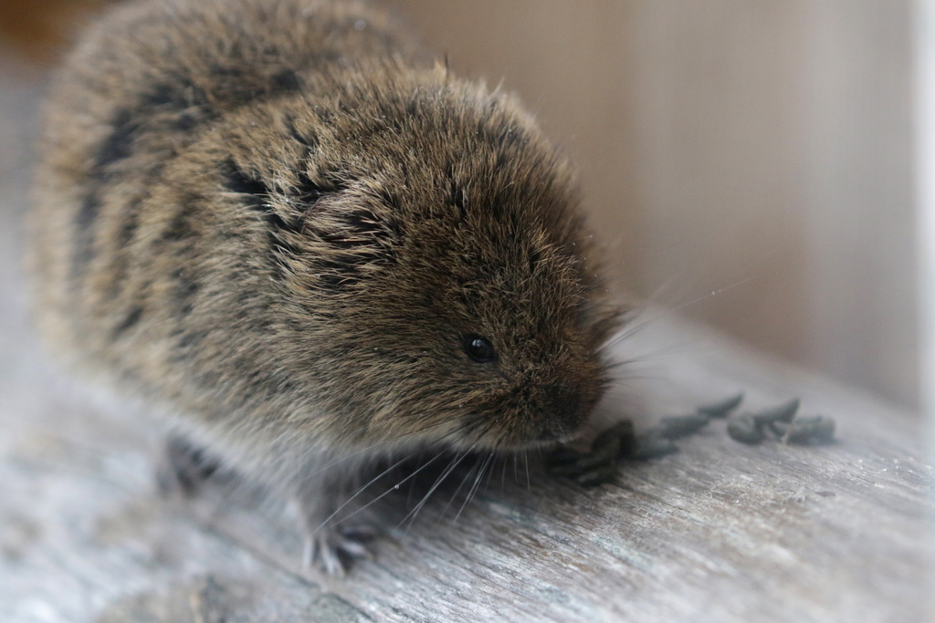 Tundra Vole from Yukon, YT, Canada on June 15, 2019 at 10:40 AM by ...