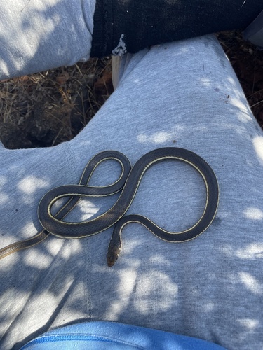 California Striped Racer (Masticophis lateralis lateralis) - Snakes and ...