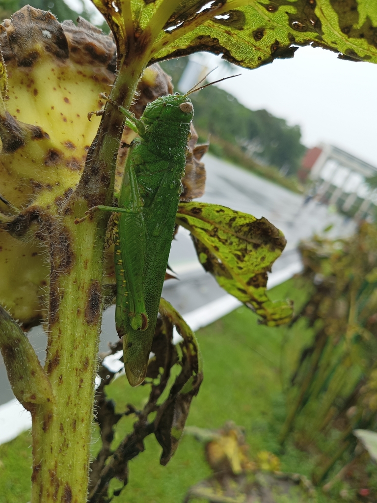 Melicodes tenebrosus tenebrosus from UP Diliman on July 27, 2025 at 08: ...