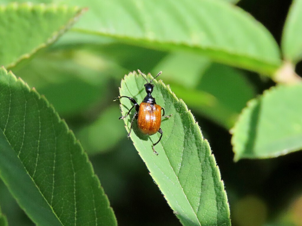 Compsapoderus erythropterus from Иркутск, Иркутская обл., Россия on ...