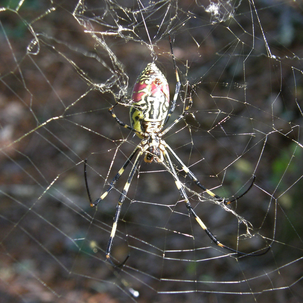 Joro Spider from Winder, GA 30680, USA on October 17, 2019 by Joan ...