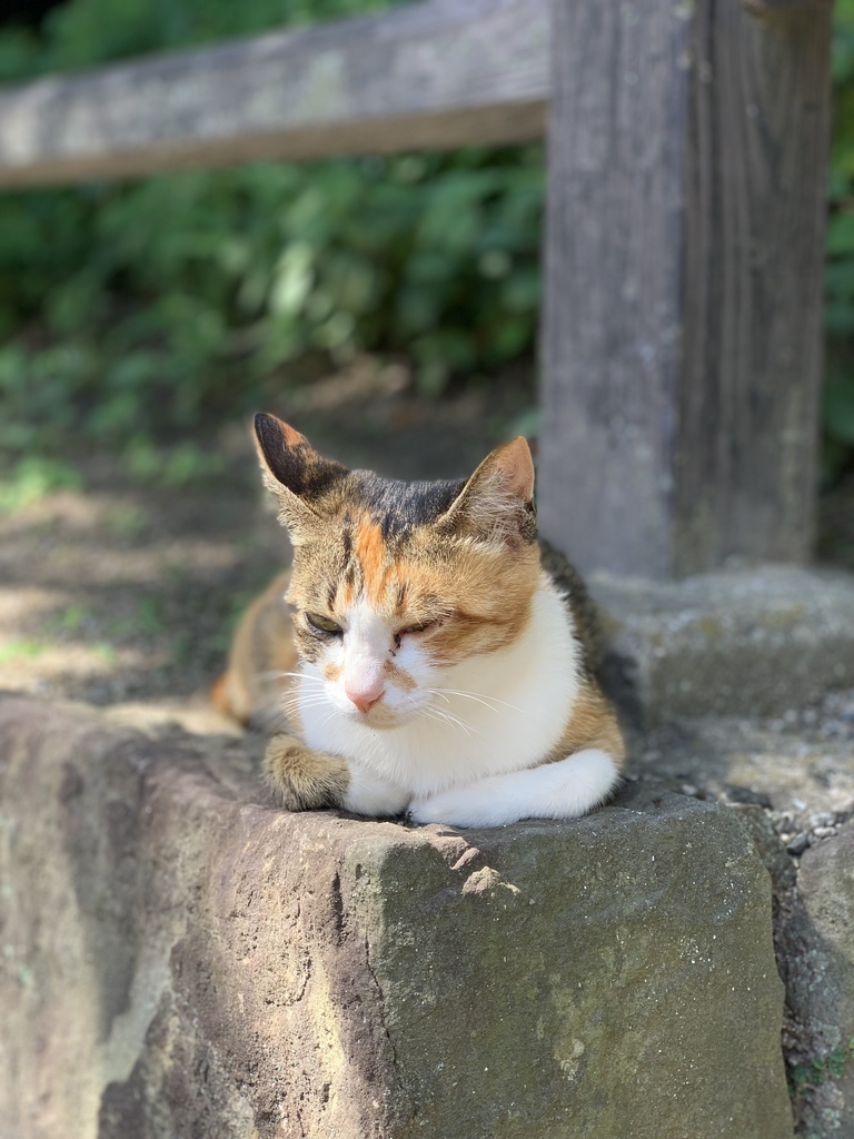 Domestic Cat from Waseda Saga H. S., Karatsu-Shi, Saga, JP on July 11 ...