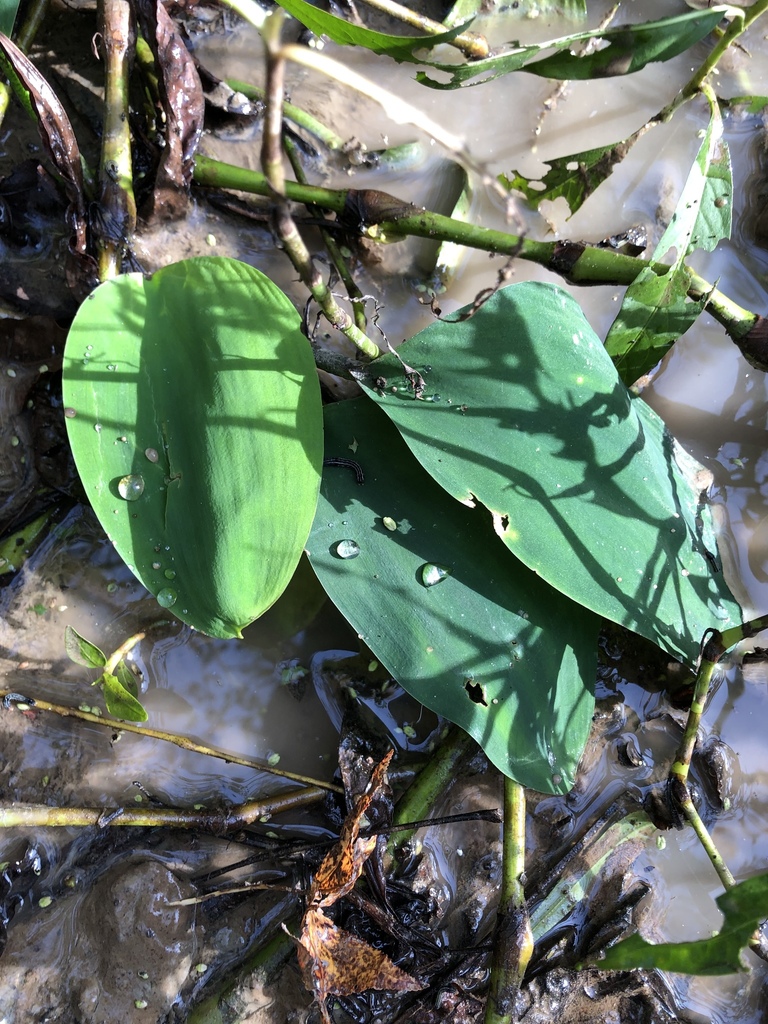 Golden Club from Carthage, MS, US on October 17, 2019 at 09:38 AM by ...