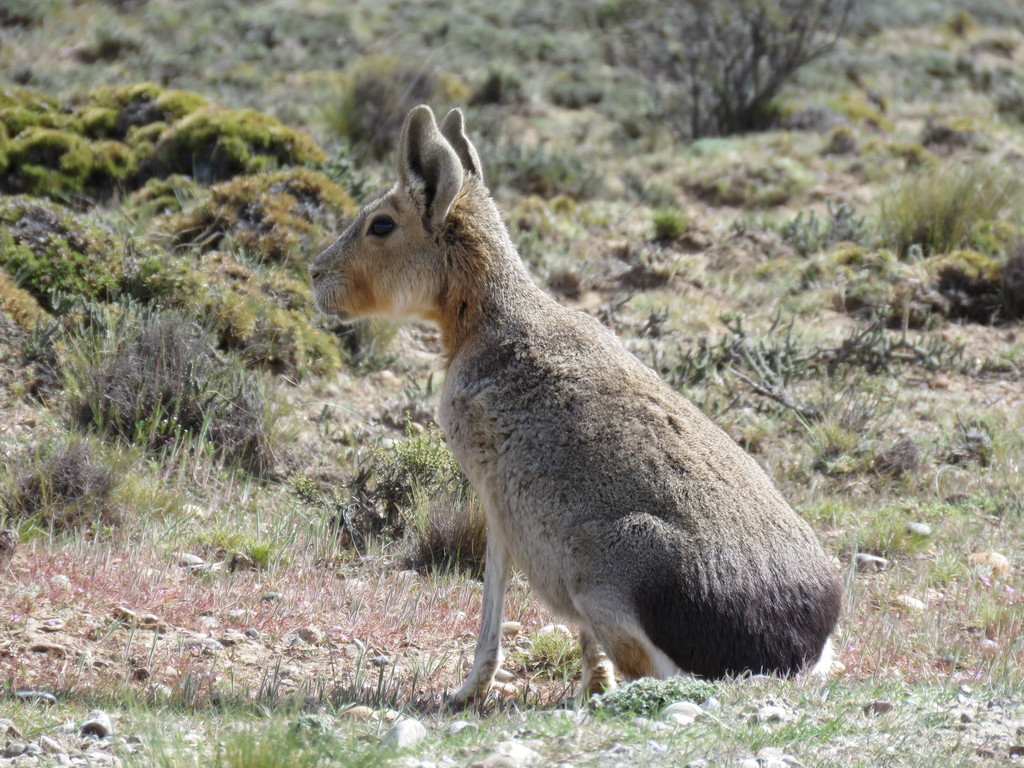 Patagonian Mara (Dolichotis patagonum) - Know Your Mammals