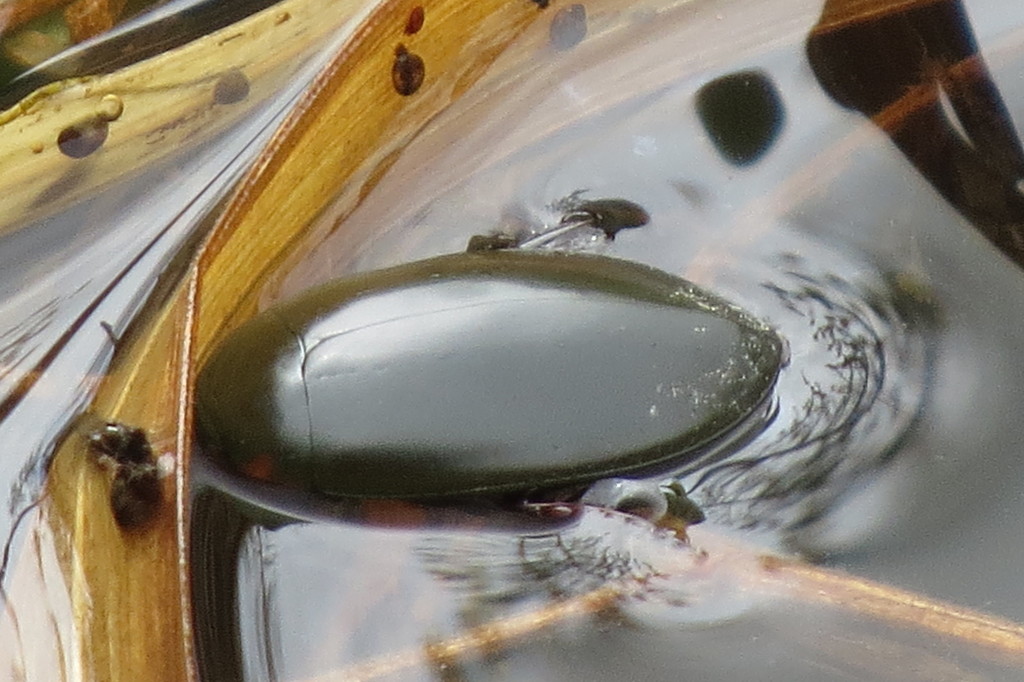 Cybister sugillatus from 台灣雲林縣 on October 01, 2019 at 10:35 AM by ...