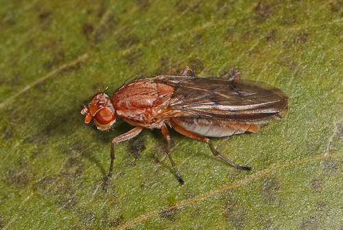 Suillia nemorum · iNaturalist Mexico