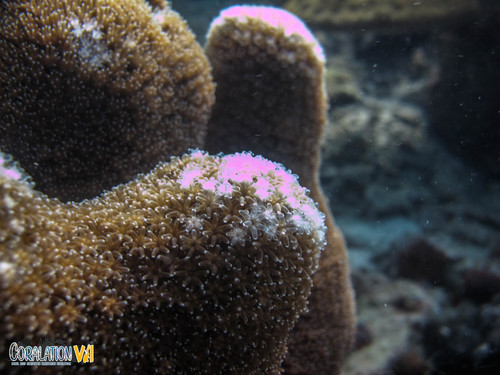 Galaxea paucisepta · iNaturalist