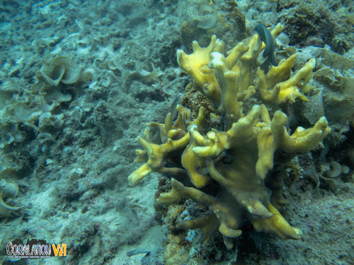 Pectinia alcicornis · iNaturalist