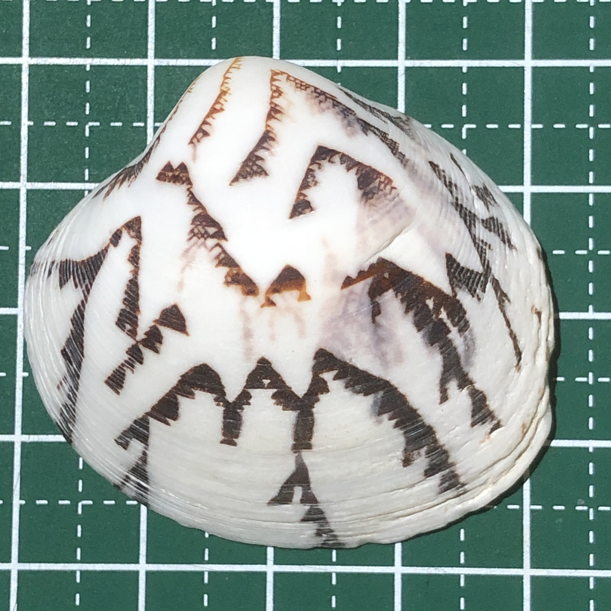 Lioconcha castrensis (Linnaeus, 1758)