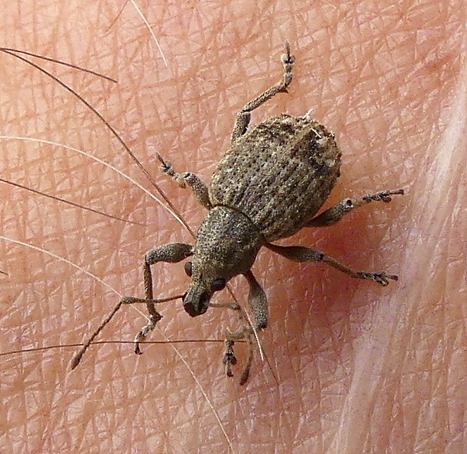 Garden Weevil from Bergville on October 18, 2019 at 11:55 AM by Colin ...