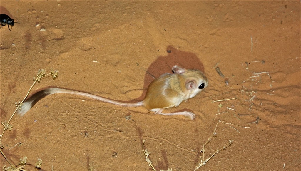 Jerboas (Dipodidae) - Know Your Mammals