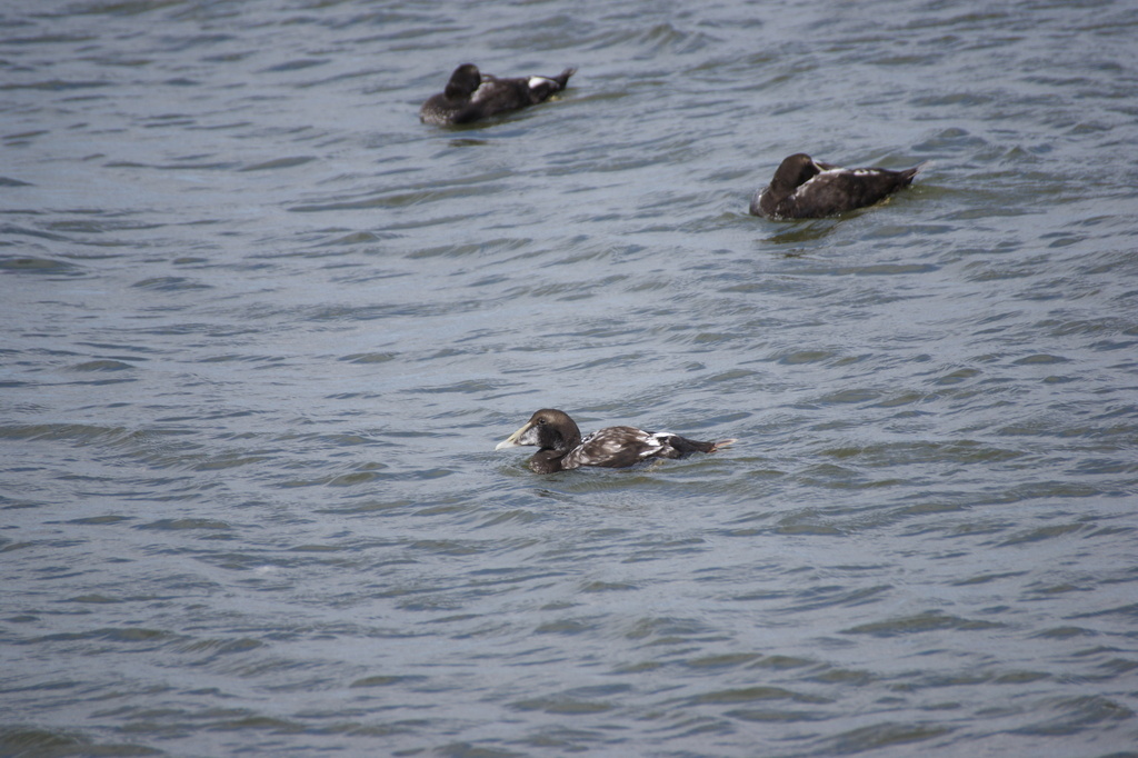 Common Eider in July 2025 by Sam · iNaturalist
