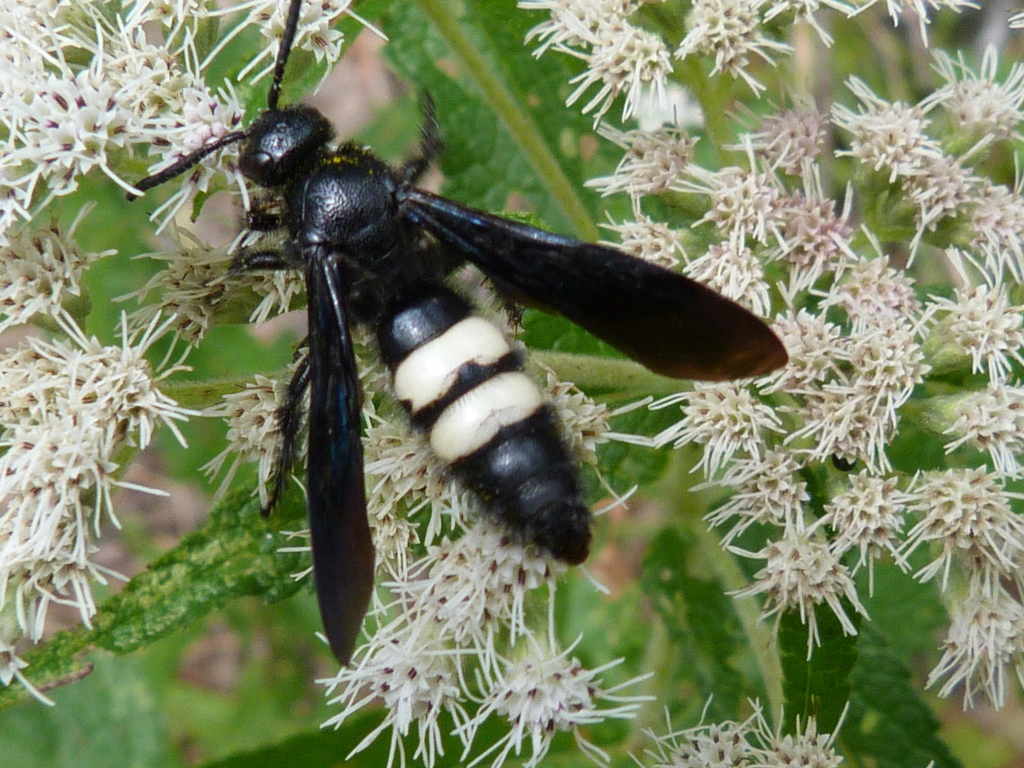Double-banded Scoliid Wasp (Wasps, Bees, and Ants of the Richmond ...