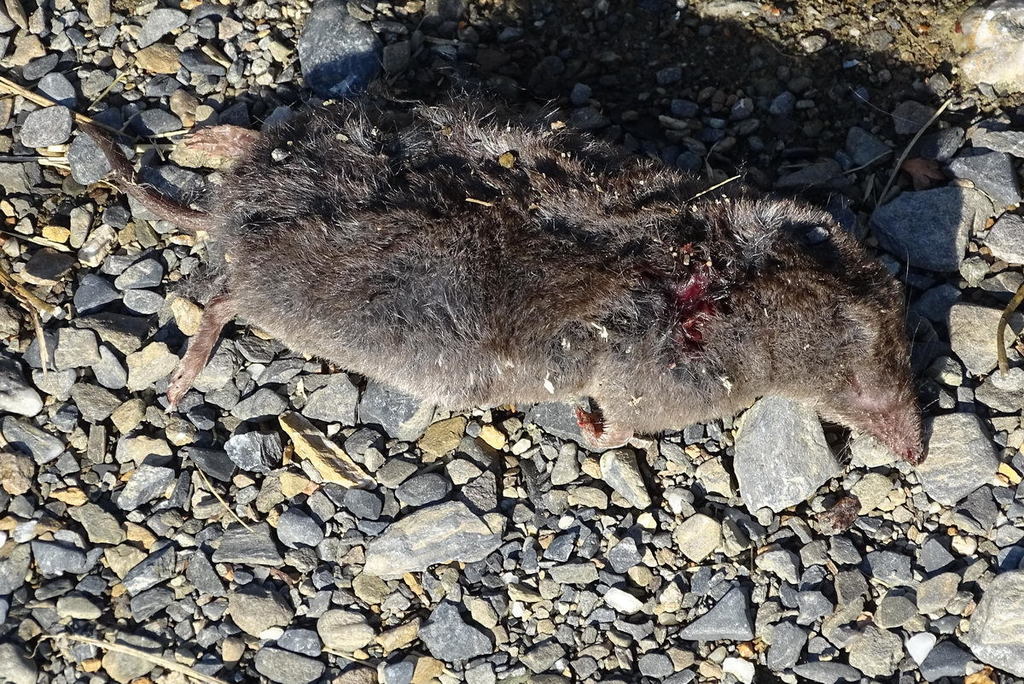 Northern Short-tailed Shrew from Avignon, Québec, Canada on September ...