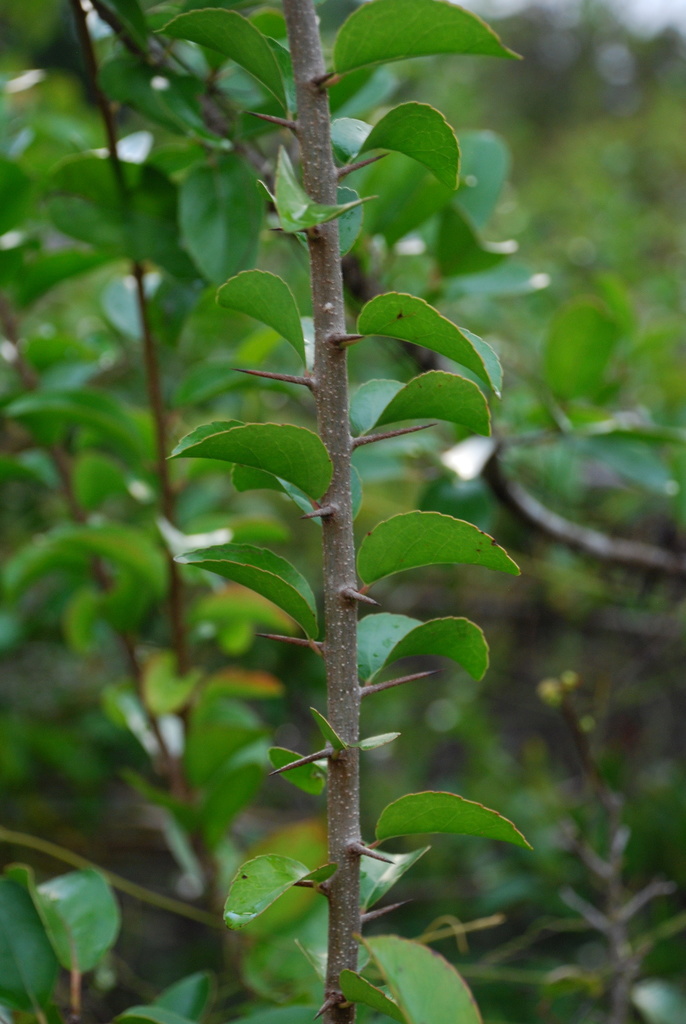 governors-plum (Flacourtia indica) - Botanical Realm