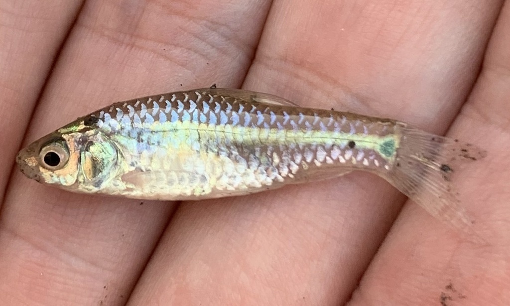 (Enteromius alberti) - Marine Life Identification