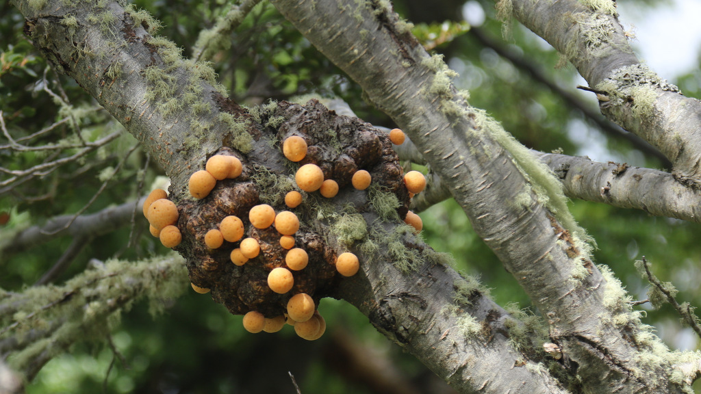 Darwin's fungus from Ushuaia, Tierra del Fuego, Argentina on November 4 ...