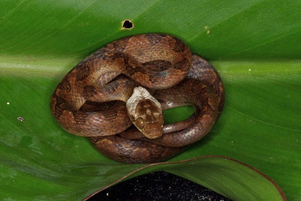 Ornate Cat-eyed Snake (Leptodeira ornata) - Snakes and Lizards