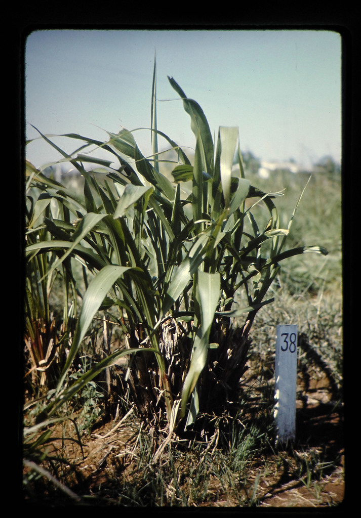 Caña brava ( Especies Introducidas e Invasoras de Guatemala ) · iNaturalist