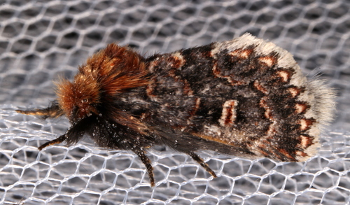 Genus Cynosarga · iNaturalist