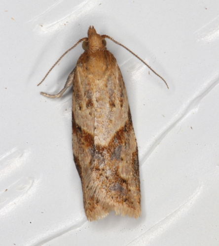 Lucerne Leafroller Moth (I.D. Guide to Micro-Moths of NZ's Kauri ...