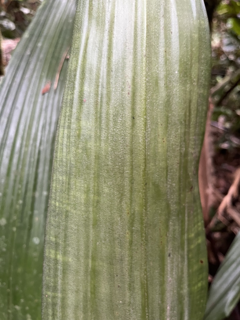 (Hanguana malayana) - Botanical Realm