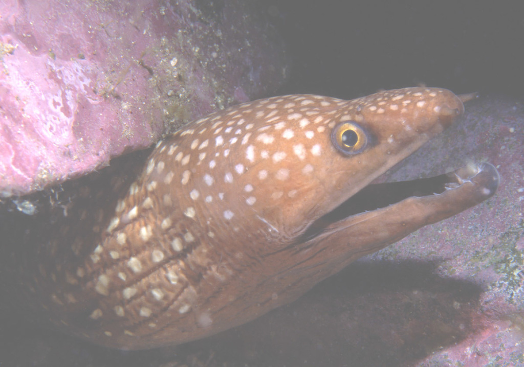 Australian Mottled Moray (Gymnothorax prionodon) - Marine Life ...