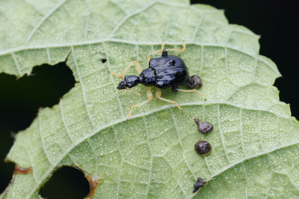 Phymatapoderus latipennis from 中国浙江省丽水市遂昌县 on July 2, 2025 at 08:50 AM ...