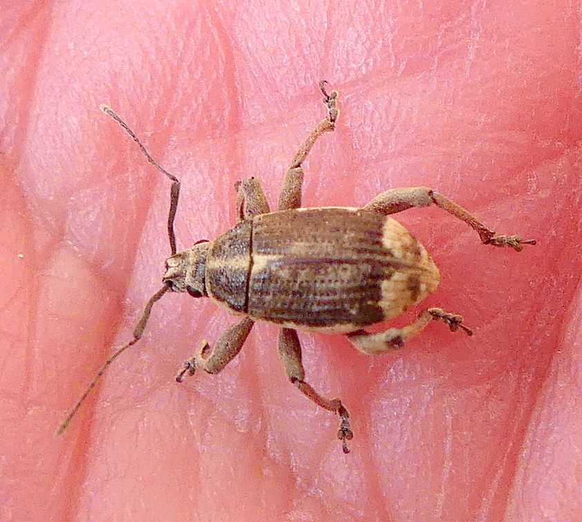 Paleflank Splitnose Weevil from Bergville on October 18, 2019 at 02:07 ...